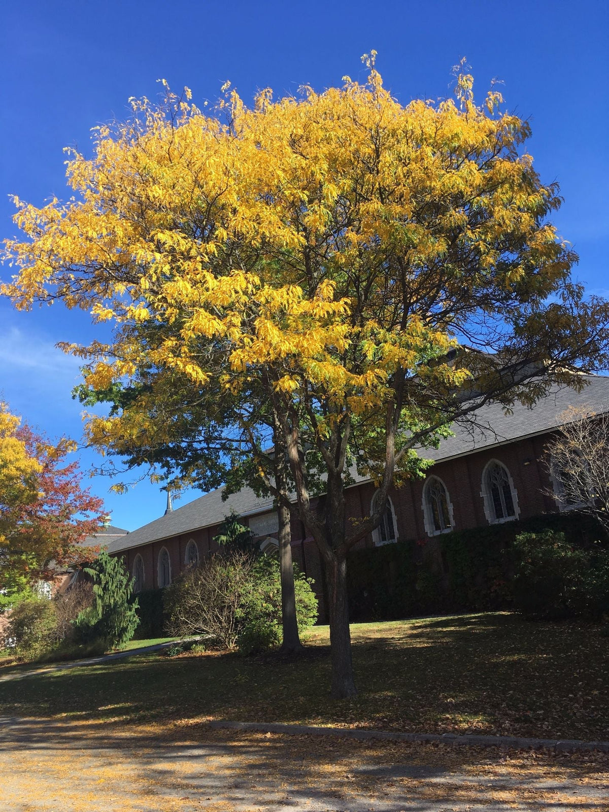 Gleditsia' QuickScape Minis Honey Locust Tree – Rooted In Nature
