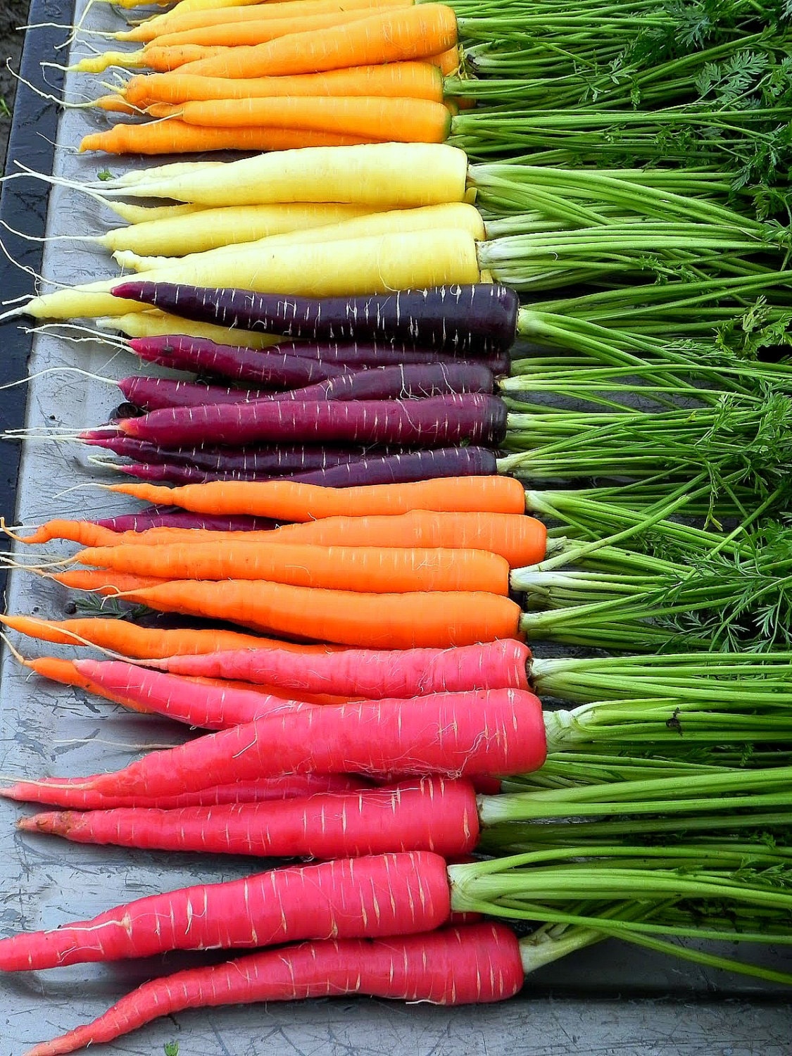 Rainbow Carrot Seed – Rooted In Nature